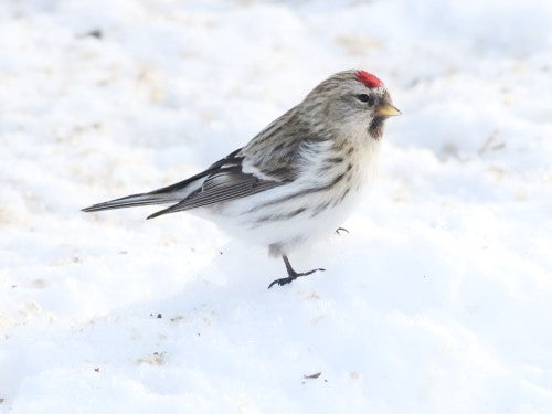 Redpoll Taxonomy – The SOC