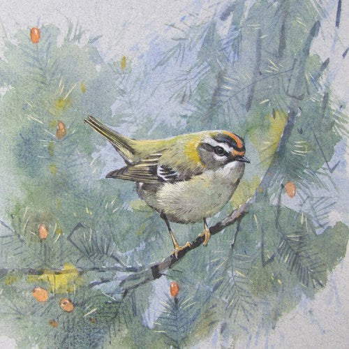 Bho Bheul an Eòin - From the Bird's Mouth – The SOC
