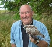 Satellite Tagging Young Kestrels – The SOC
