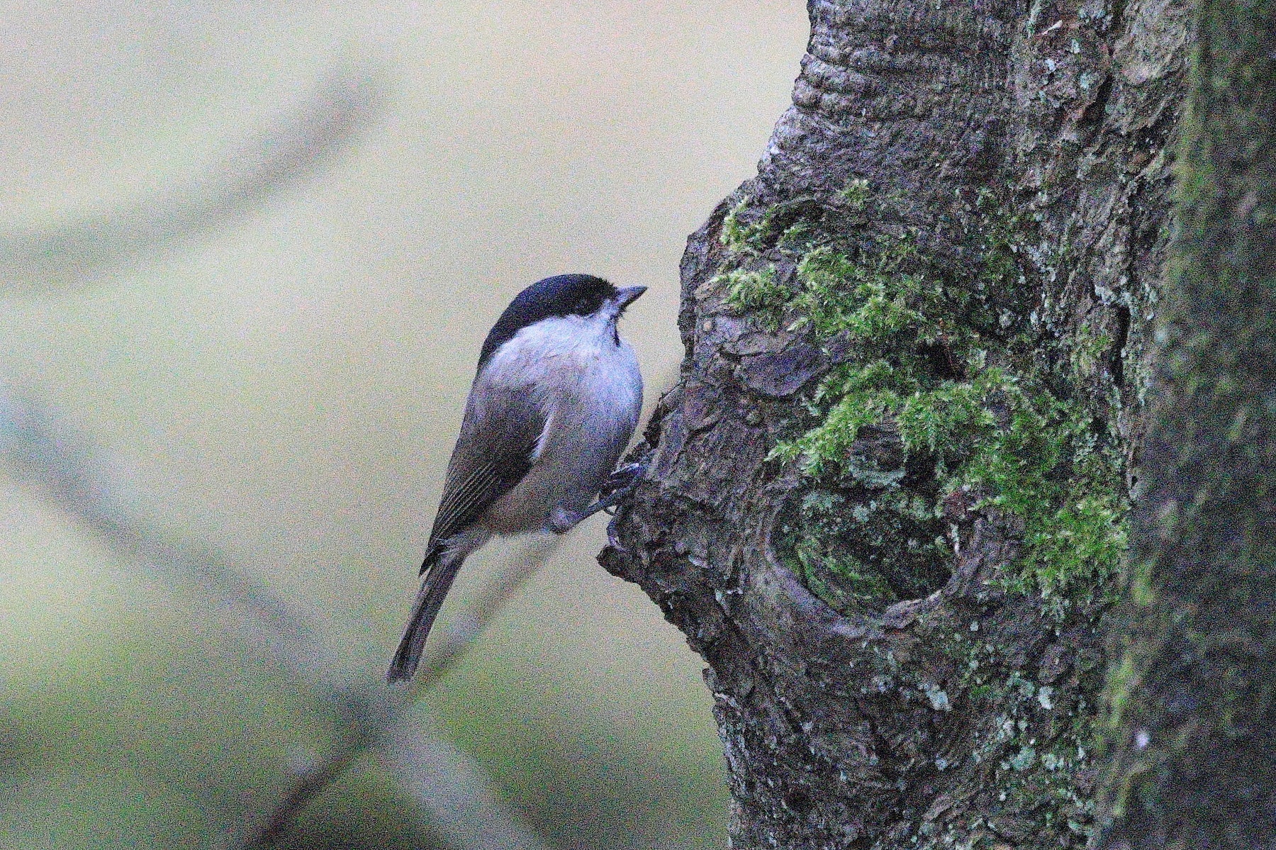 Scottish Marsh Tit Project: conserving one of Scotland’s rarest birds ...