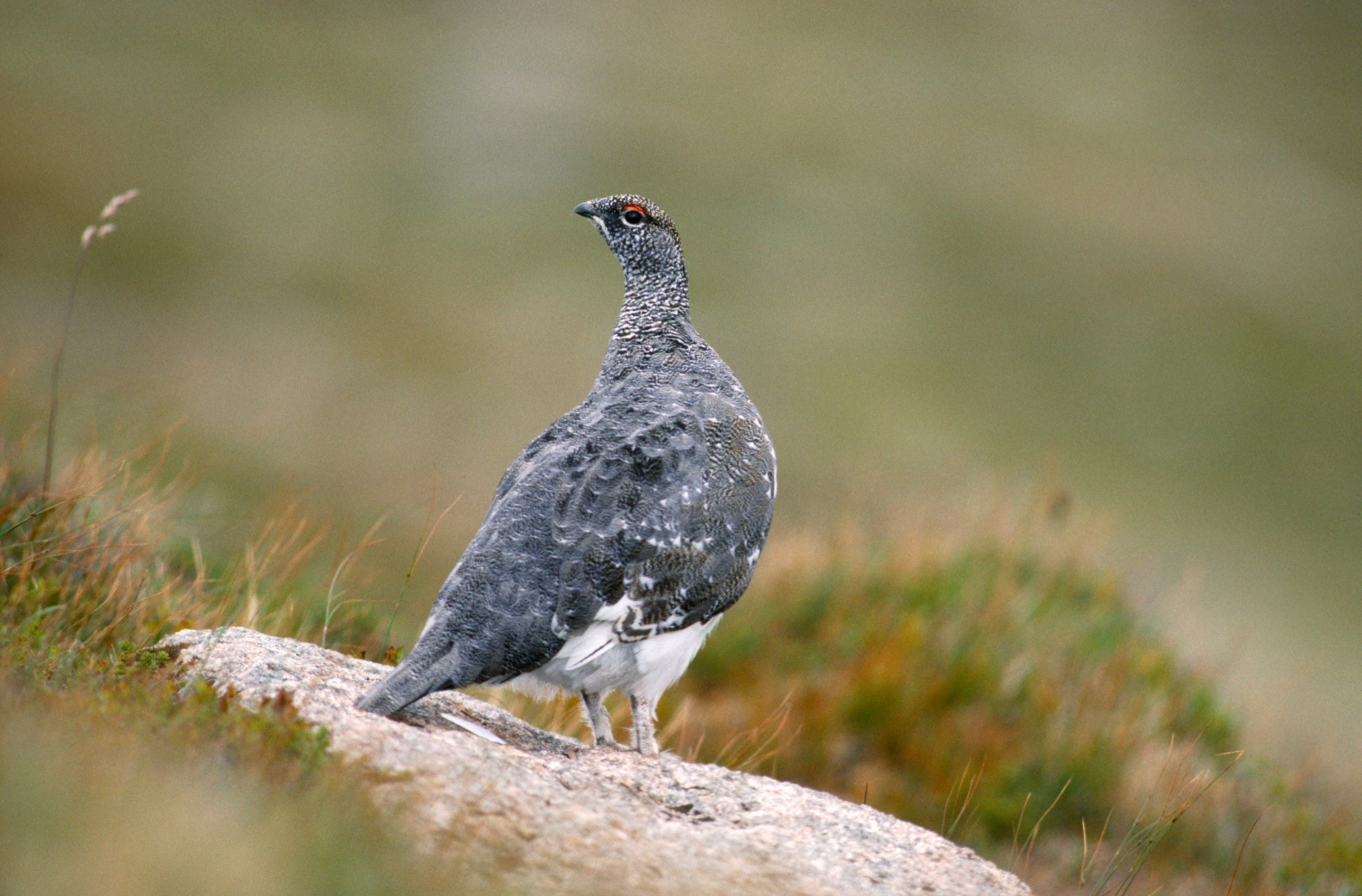 Montane Bird Survey 2025 – The SOC