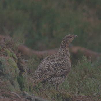 The Birds of Scotland – The SOC