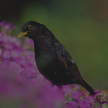 The Birds of Scotland – The SOC